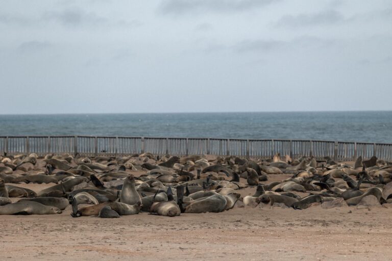 Visit the Stinky Seals at Cape Cross in Namibia - Danes on the Road