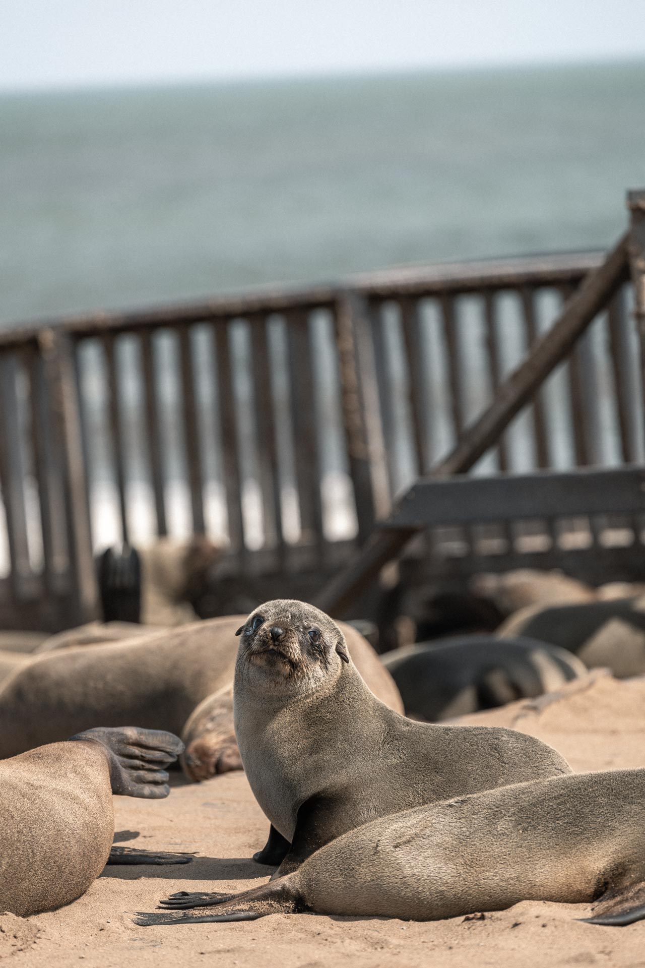 Visit the Stinky Seals at Cape Cross in Namibia - Danes on the Road