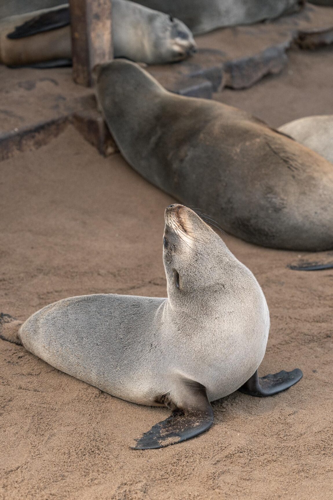 Visit the Stinky Seals at Cape Cross in Namibia - Danes on the Road