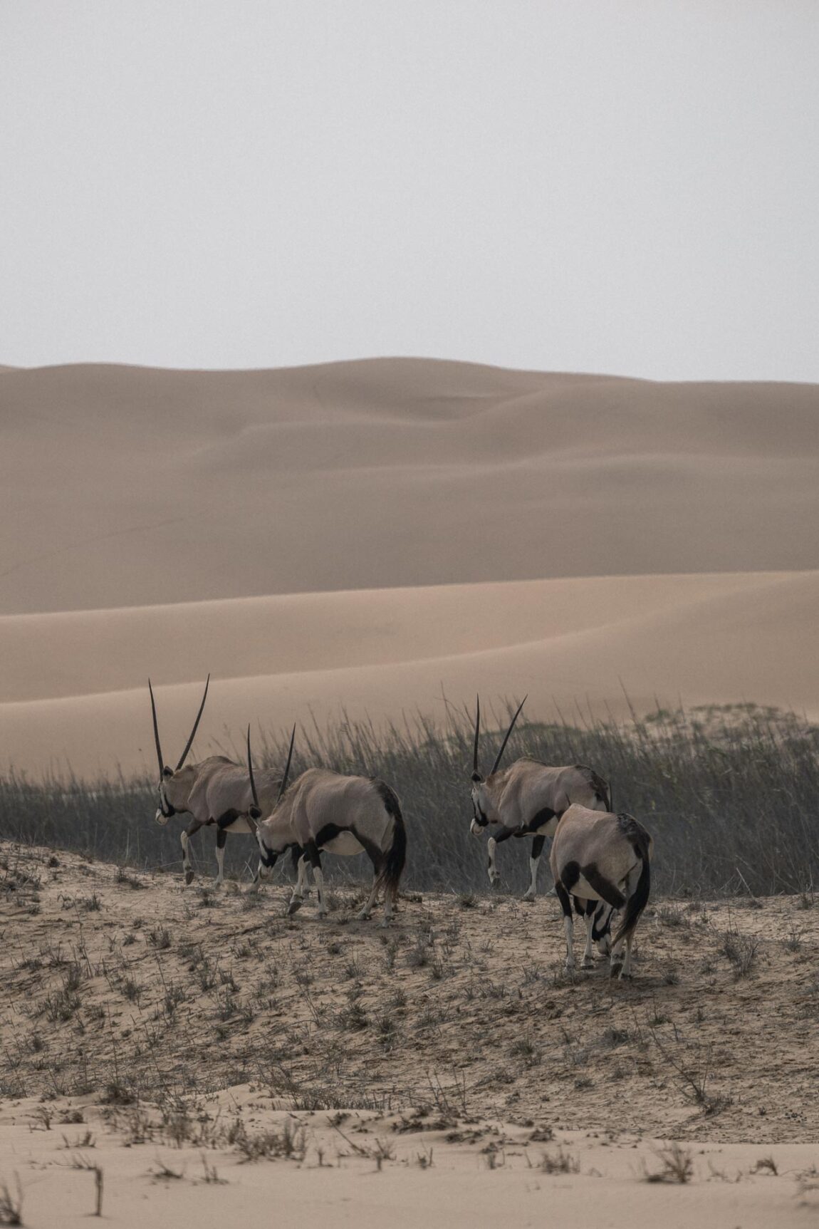 Sandwich Harbour: A Must-Visit in Namibia - Danes on the Road