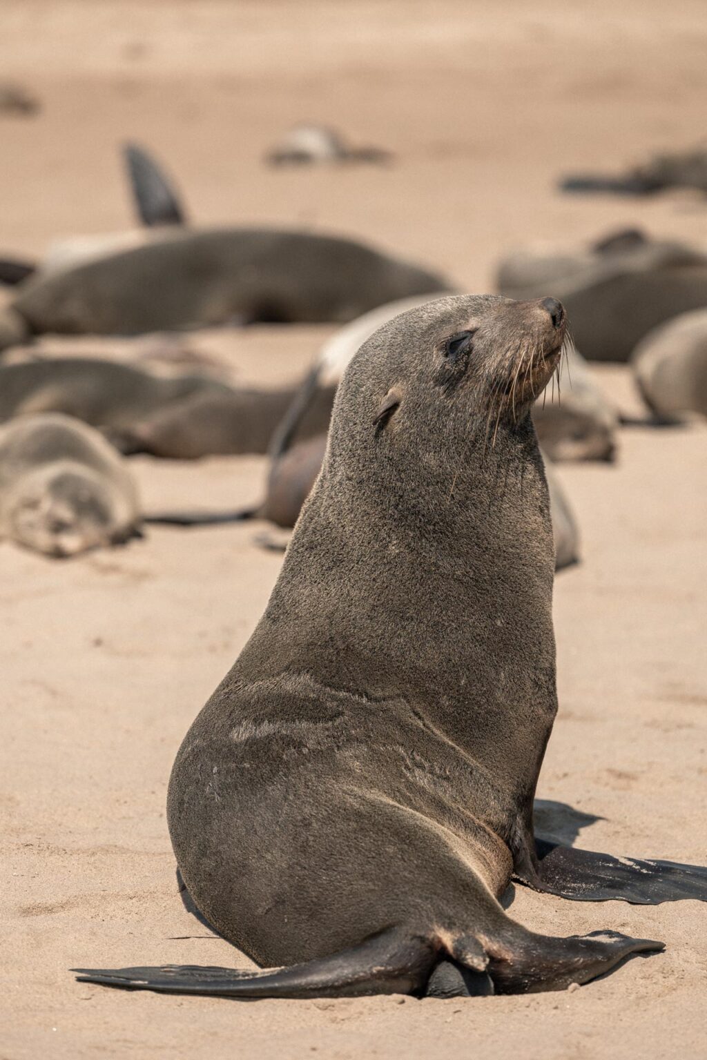 Visit the Stinky Seals at Cape Cross in Namibia - Danes on the Road