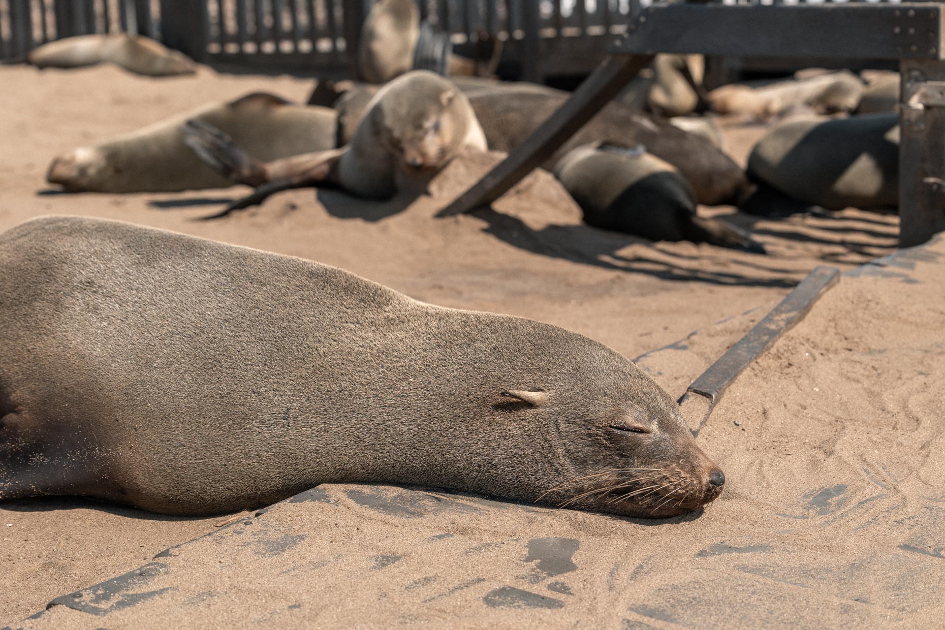Visit the Stinky Seals at Cape Cross in Namibia - Danes on the Road