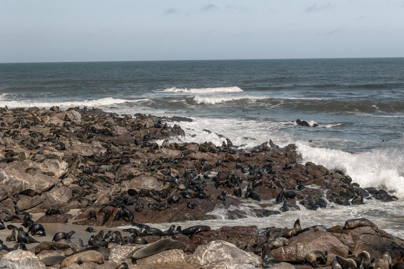 Visit the Stinky Seals at Cape Cross in Namibia - Danes on the Road