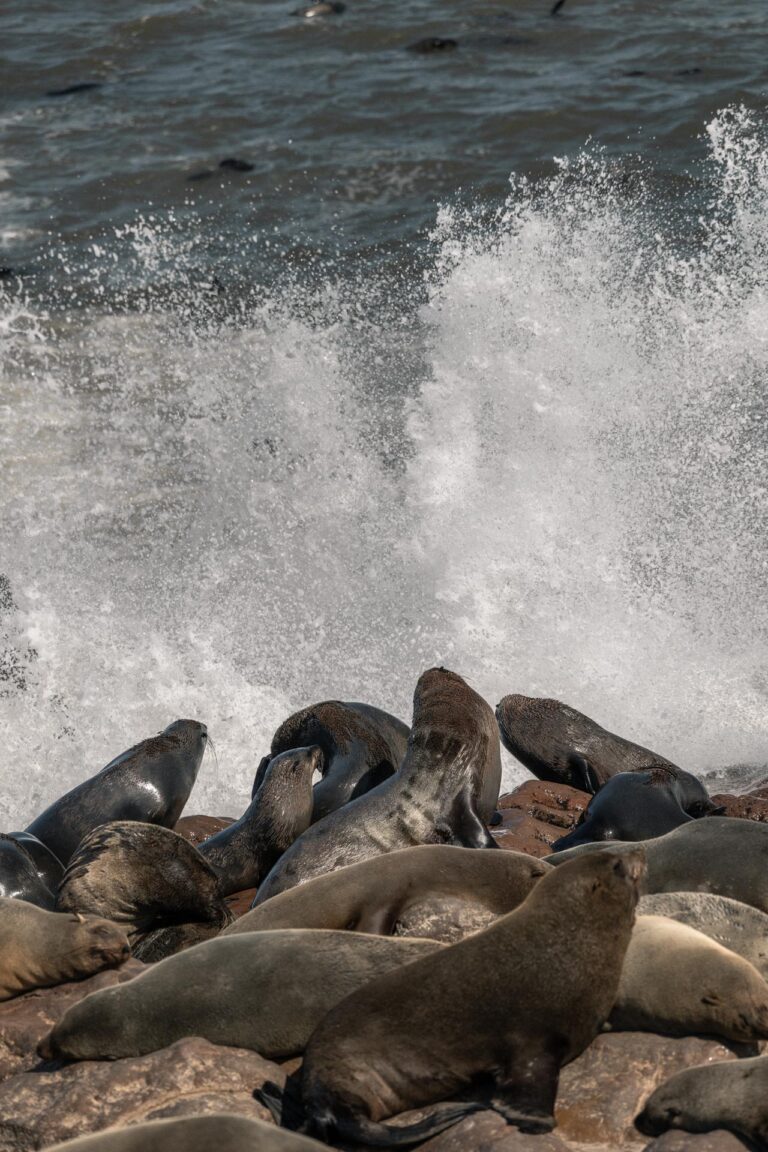Visit the Stinky Seals at Cape Cross in Namibia - Danes on the Road