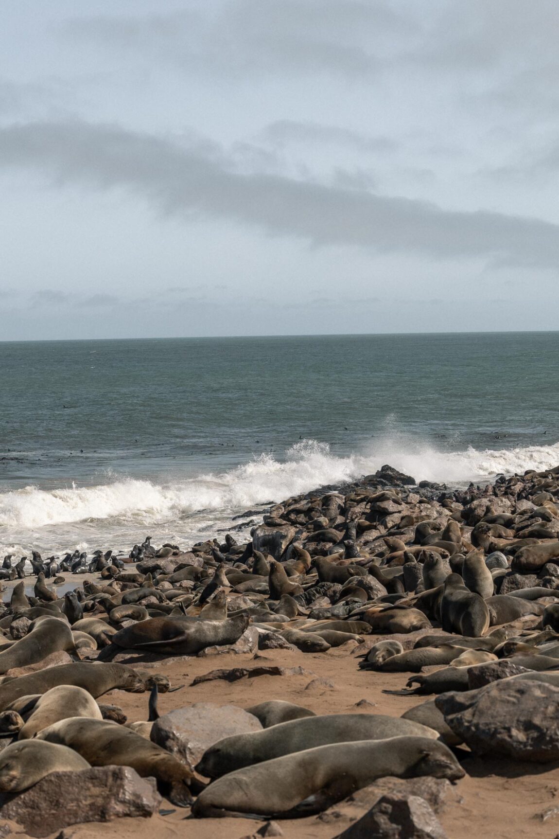 Visit the Stinky Seals at Cape Cross in Namibia - Danes on the Road