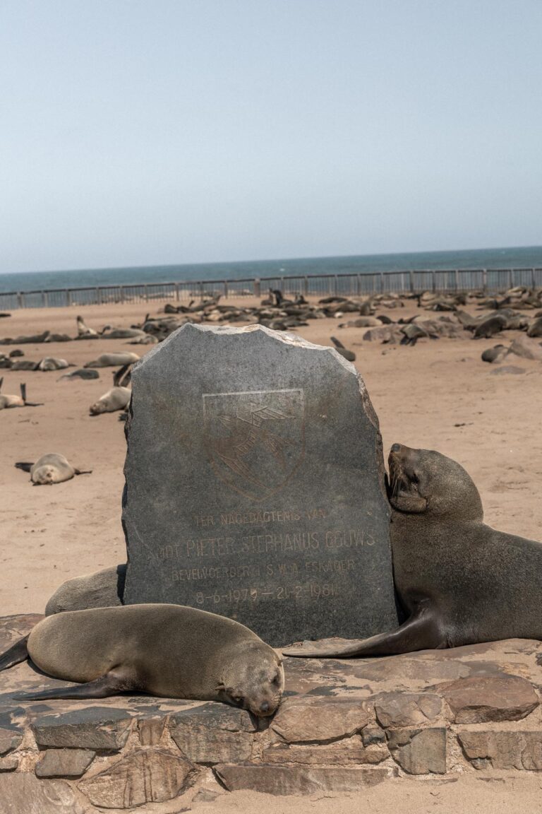 Visit the Stinky Seals at Cape Cross in Namibia - Danes on the Road
